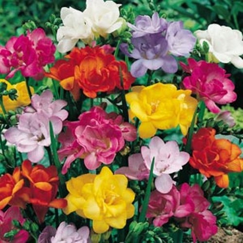 50 DOUBLE FREESIA BULBS MIXED COLOURS SCENTED IDEAL FOR ROCKERY & POTS ...
