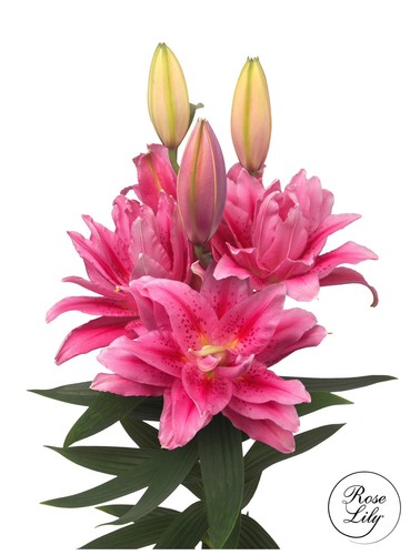 VIOLA~Double Oriental Rose Lily BULB~ Highly Fragrant Double Blooms! 1 ...