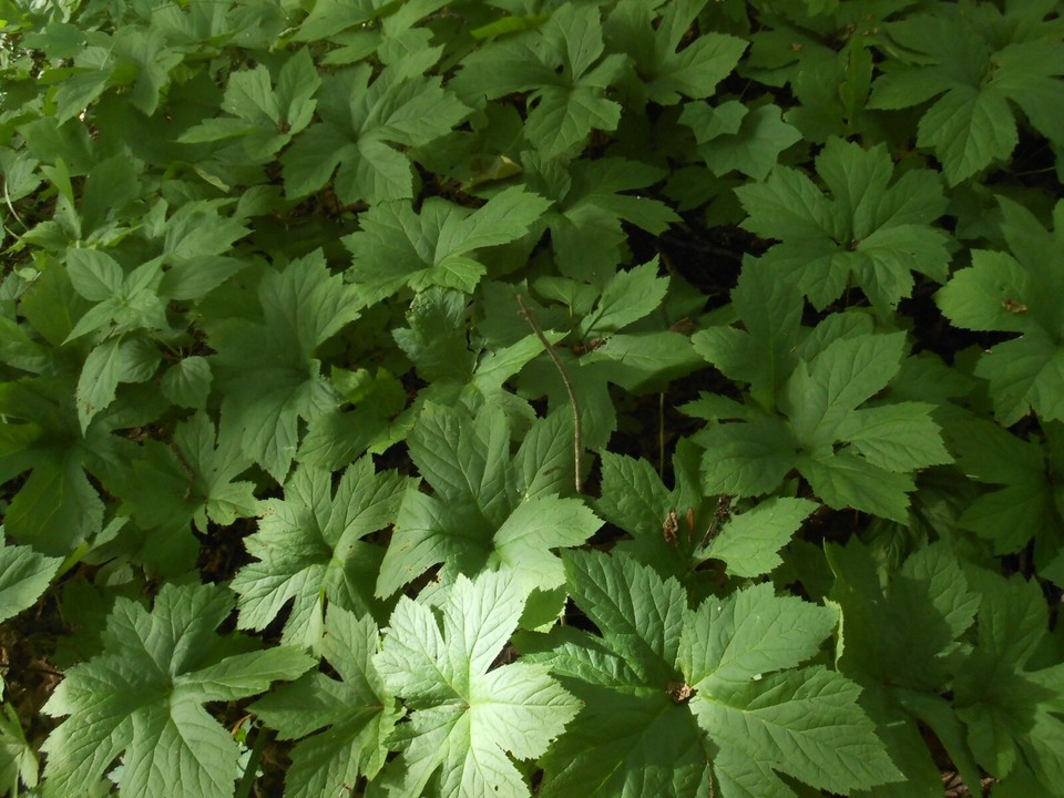 5 XL Goldenseal Roots Fresh Dug Superior Northern Root For Garden or ...