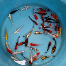 Koi Carp Fish for sale | eBay