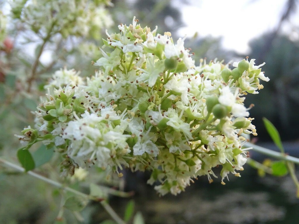 Lawsonia inermis | Egyptian Privet | Henna | Mignonette Tree | 50_Seeds ...