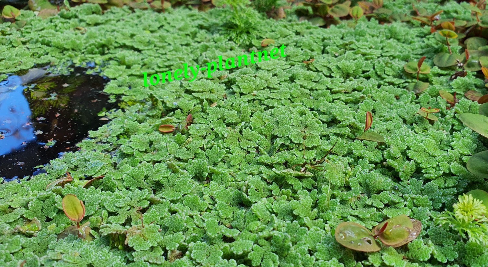 Azolla live floating plant Algae Control Aquarium fish tank pond | eBay