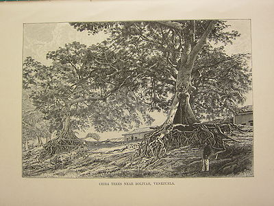 c1890 ANTIQUE PRINT ~ CEIBA TREES NEAR BOLIVAR ~ VENEZUELA | eBay