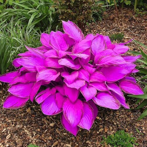 1 Pack 100 Drak Purple Hosta Plant Seeds Hosta Plantaginea Garden ...