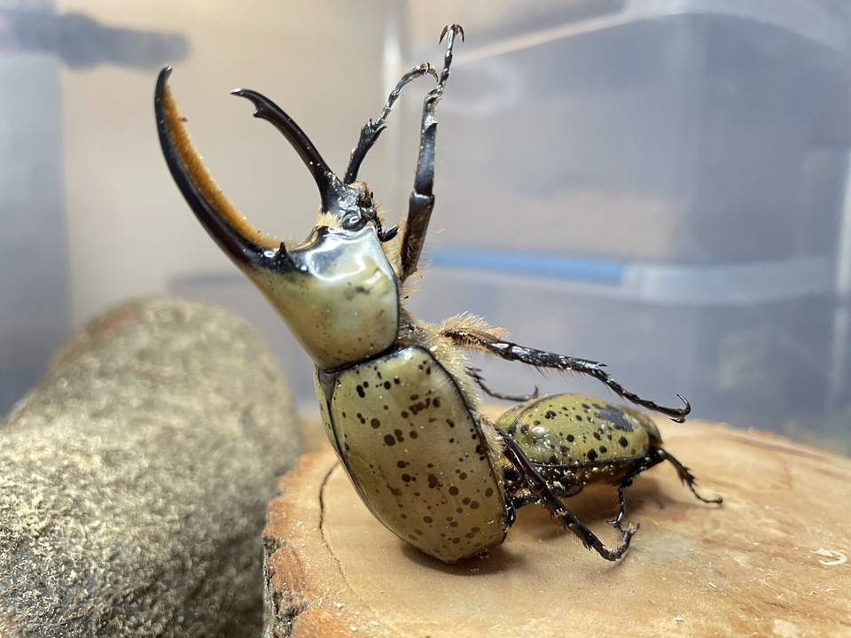 Professional Beetle Jelly 55 pcs Value Pack ( Stag & Rhino )-----God's ...