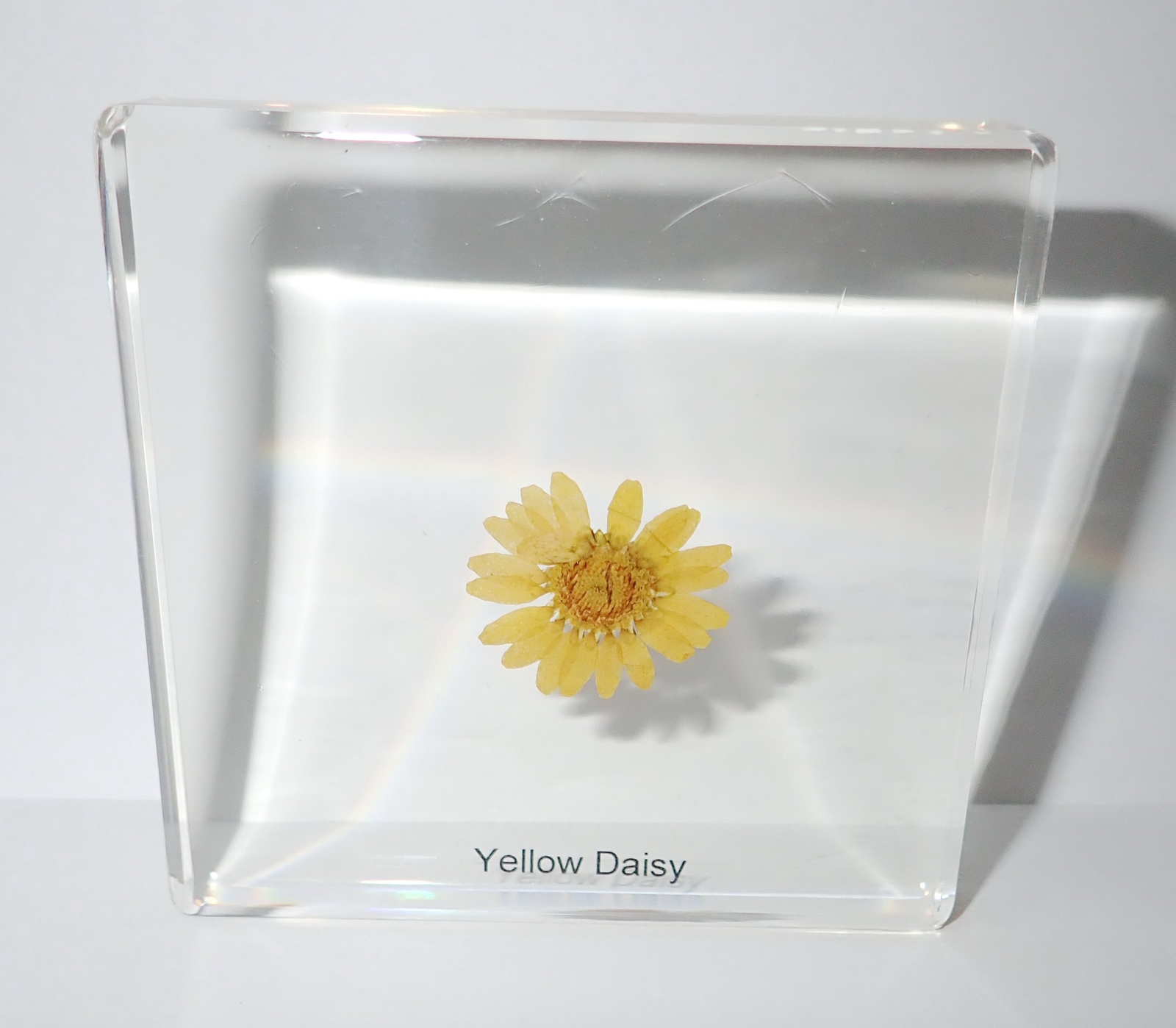 Yellow Daisy Chrysanthemum Flower Specimen in 75x75x10 mm Clear Square ...