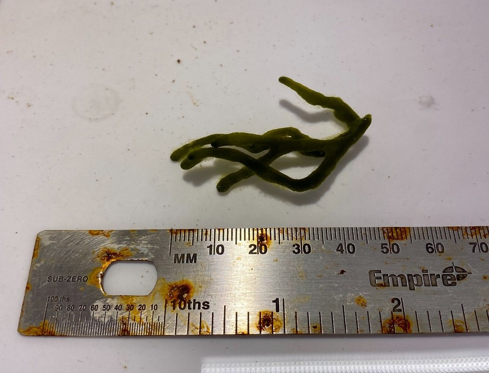 Codium Isthmocladum-Live Marine Macroalgae- 2" Frag-Reef/Refugium | eBay