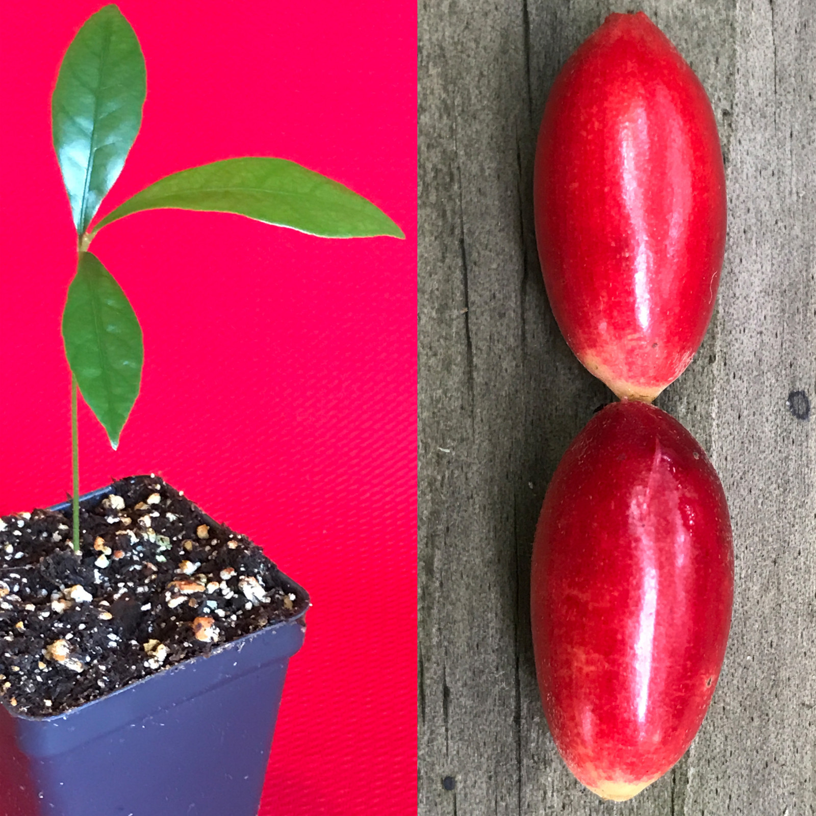 Miracle Fruit Synsepalum dulcificum Miracle Berry Fruit Seedling PLANT ...