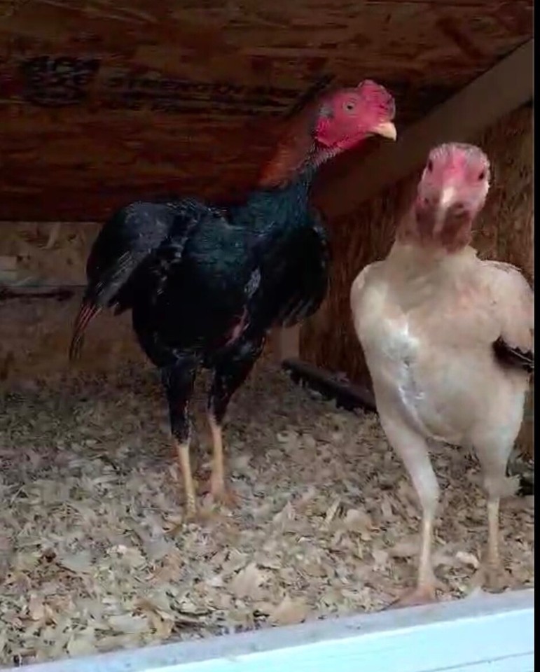 4 Rare Black Breasted Red Shamo Bantam ORIENTAL GAMEFOWL Hatching eggs ...