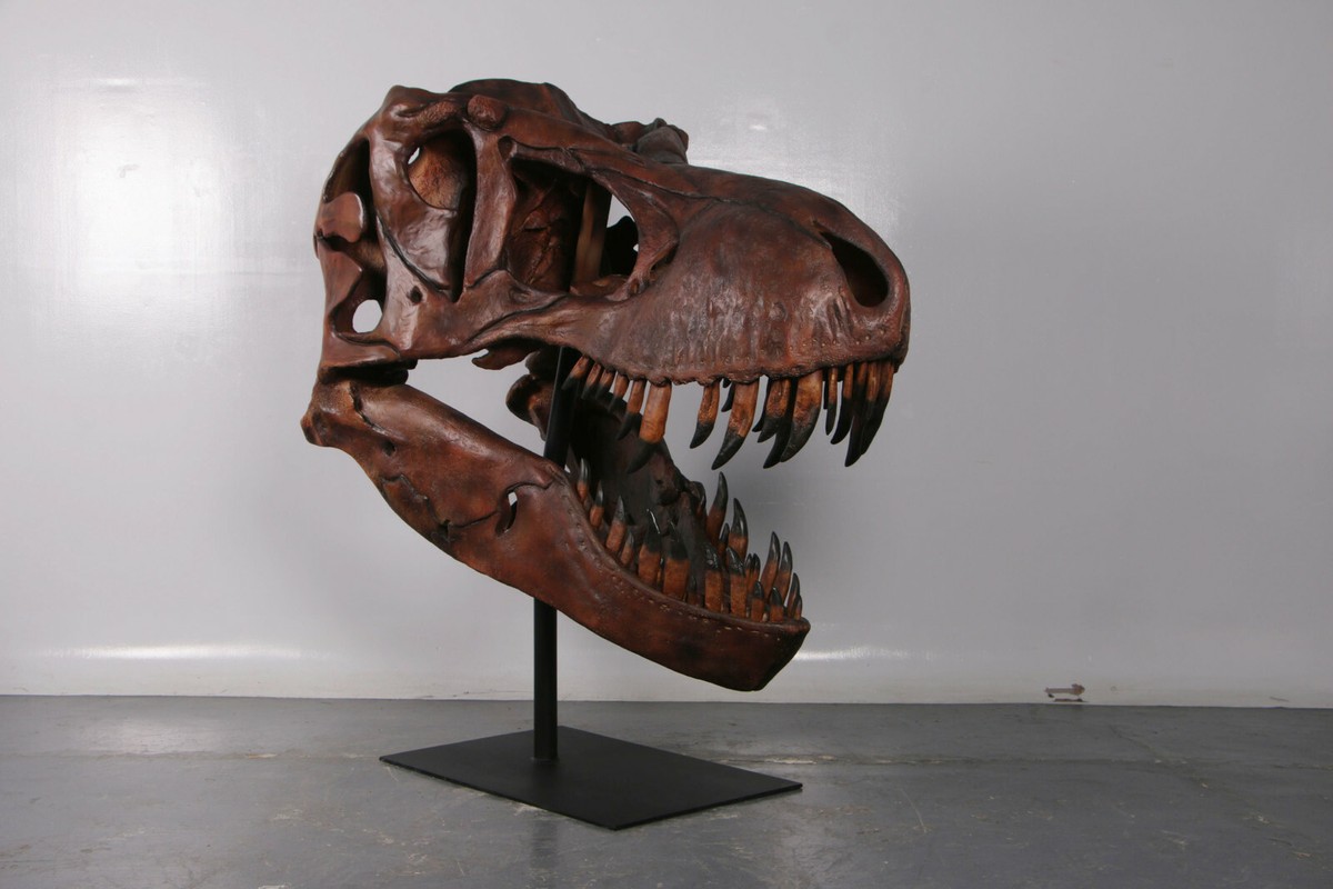 T Rex Skull
