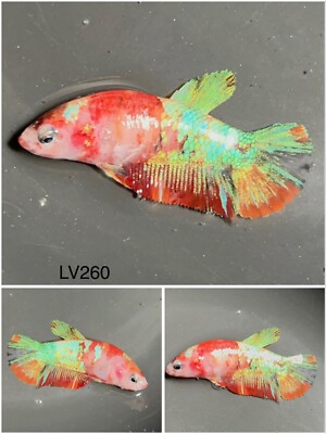 Female Betta Live Fish - Koi Candy Galaxy HMPK - LV260 - Good For ...