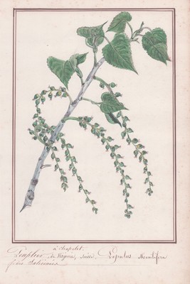 Populus Monilifera Pappel Botanik botany watercolor drawing Aquarell ...