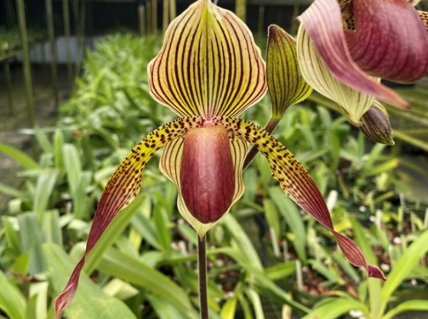 Paph Robert Berry (Julius 'Ashville' x rothschildianum ' Scott Ware ...