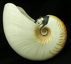 fossi.shell | eBay Stores
