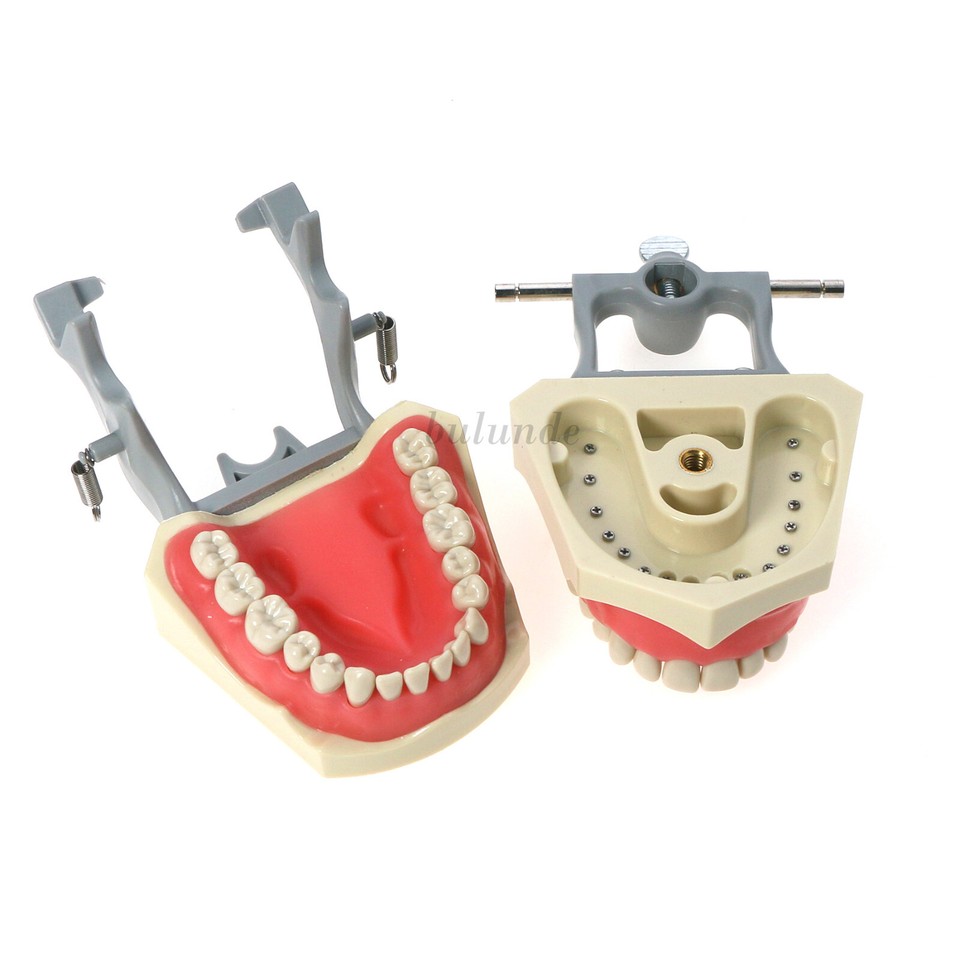 US Columbia 860 Type Dentoform Dental Typodont Model 32pcs Removable ...