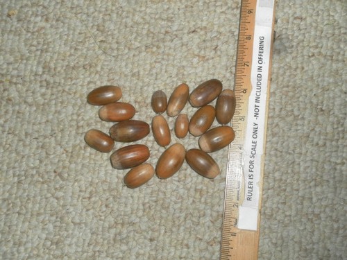 Acorns English Oak. 50 count 2025 harvest No Caps FREE US ship. | eBay