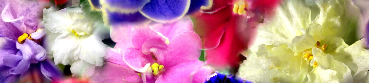 Bloomlovers Violets | eBay Stores