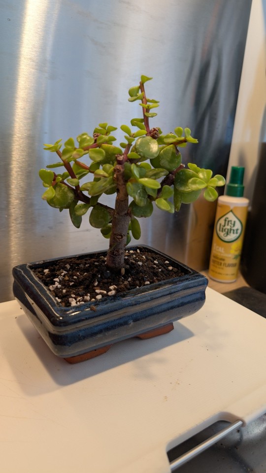 Miniature Jade Bonsai Tree with Pot | eBay UK