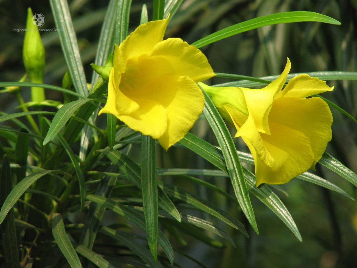 Yellow Oleander Flower