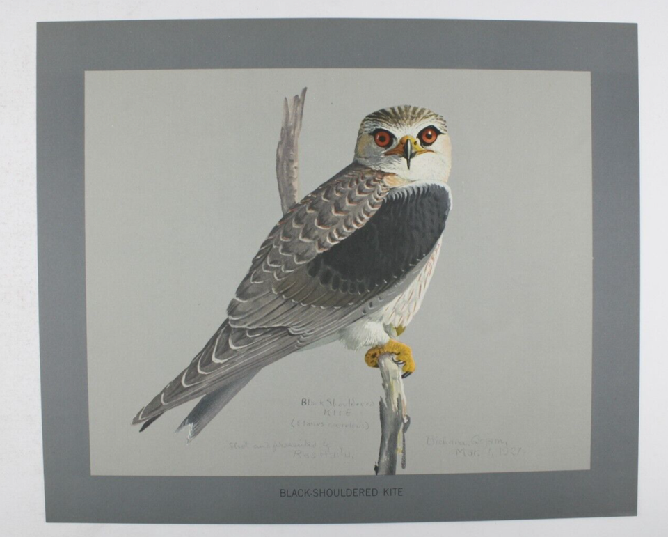 1927-30 Louis Fuertes Black Shouldered Kite Special Abyssinian Bird ...
