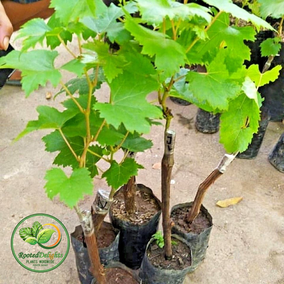 Grafted Grapes Moondrop Fruit Tree Free Phytosanitary | eBay