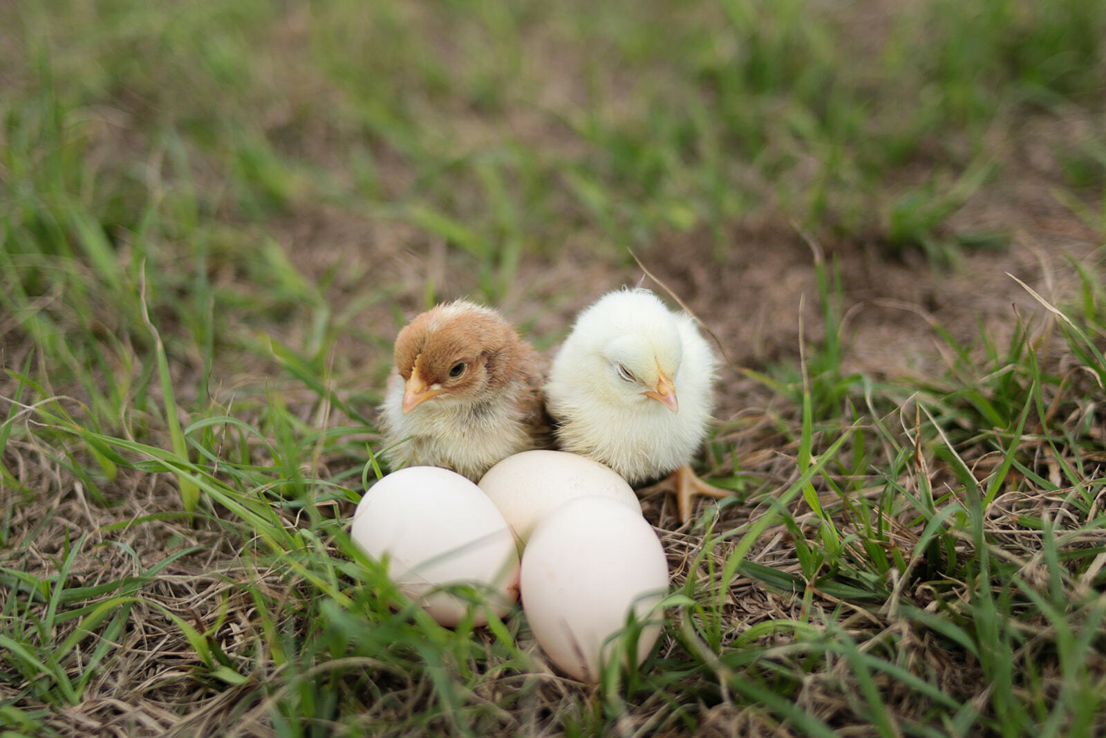 Smallest Chicken Egg In The World