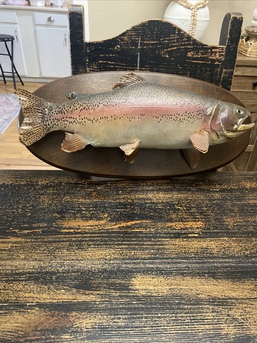 Nice Rainbow Trout Taxidermy ,Fish Mount ,Real Skin Mount 21” On Plaque ...