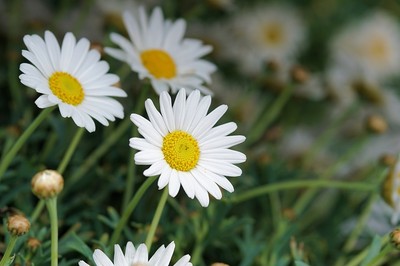 SHASTA DAISY 130+ seeds PERENNIAL flower garden rockery white pots easy ...