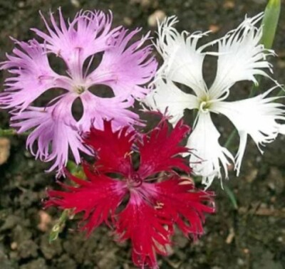 100 FRINGED PINKS Dianthus Fresh Flower SEEDS Easy Flora Blooms US FREE ...