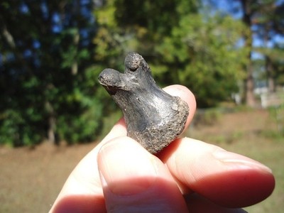ALLIGATOR SNAPPING TURTLE METAPODIAL TOE BONE FLORIDA FOSSILS ICE AGE ...