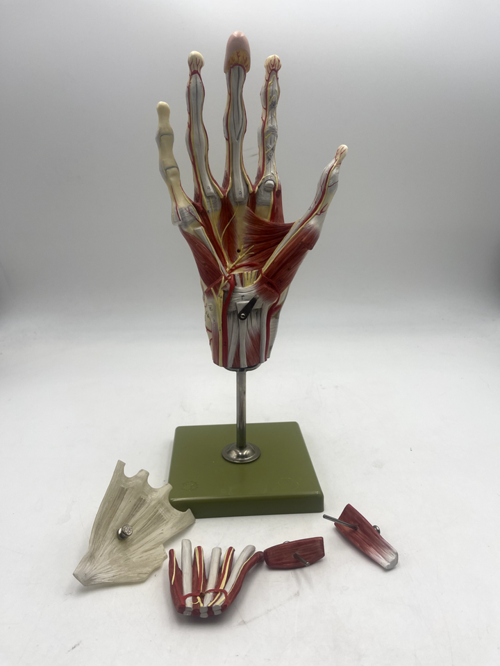 Somso NS13 Muscles of the Hand Model with Base of Forearm Anatomical ...