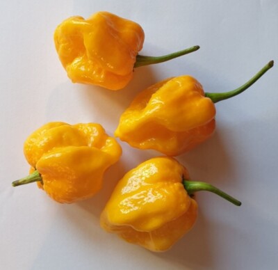 20 graines de piment jaune Trinidad Moruga Scorpion Trinidad | eBay