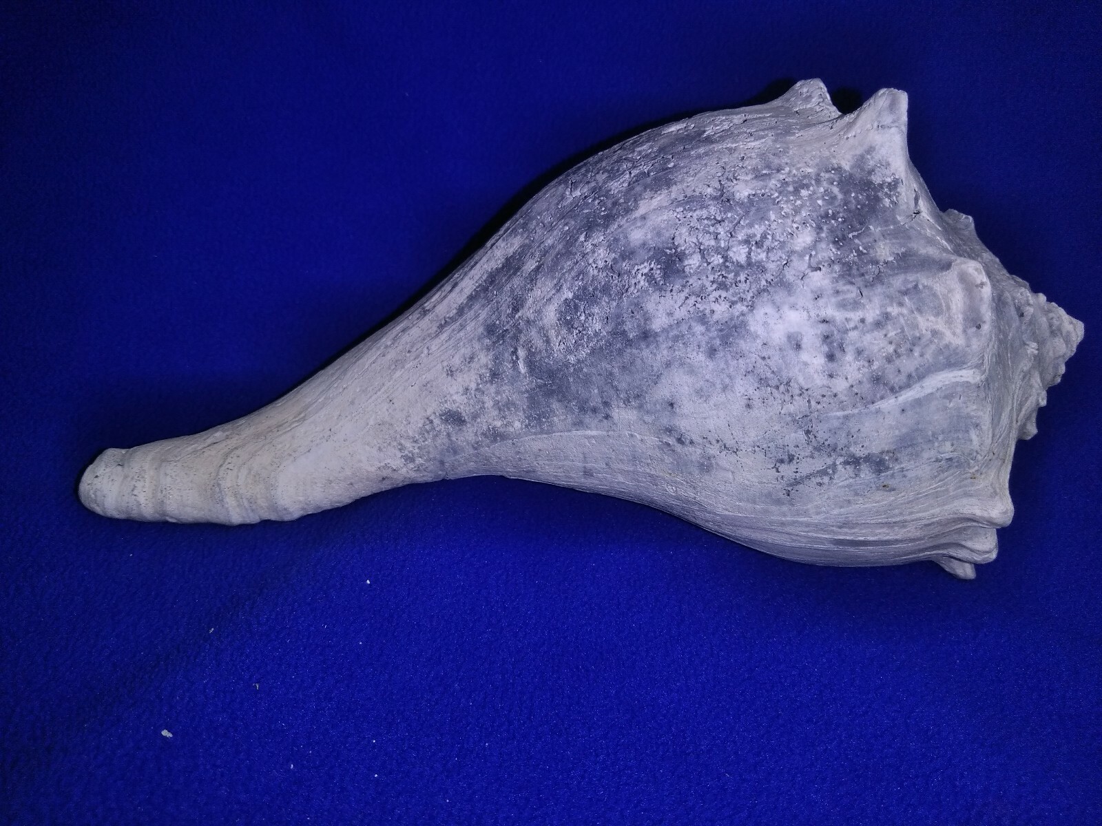 W107 Knobbed Whelk Conch Sea Shell XL 7" Nautical Coastal Beach ...