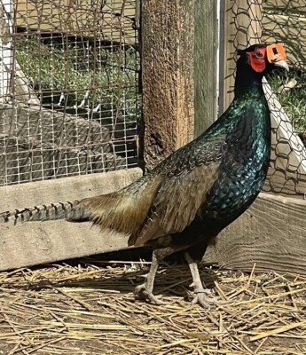 Poultry - Pheasant Eggs