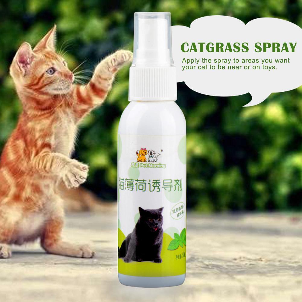 50ml Natural Catnip Spray Cat Plate Inducer Fresh Extract Cat Fast ...