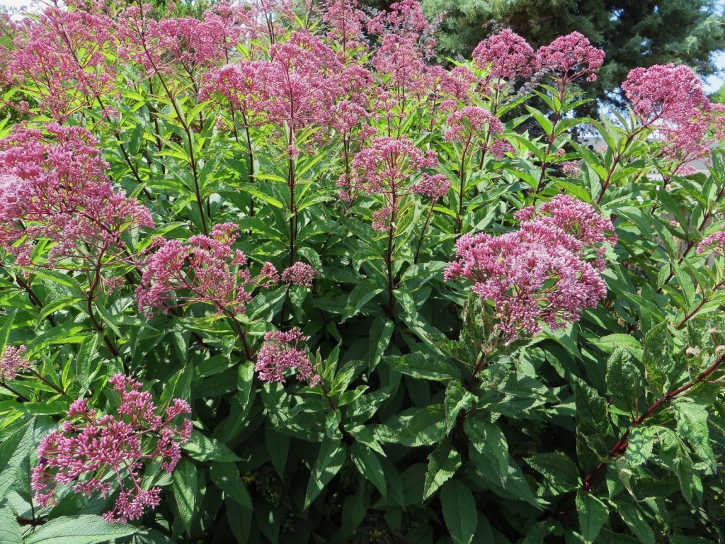 201+SWEET JOE PYE WEED Flower Seeds Fragrant Native Wildflower ...