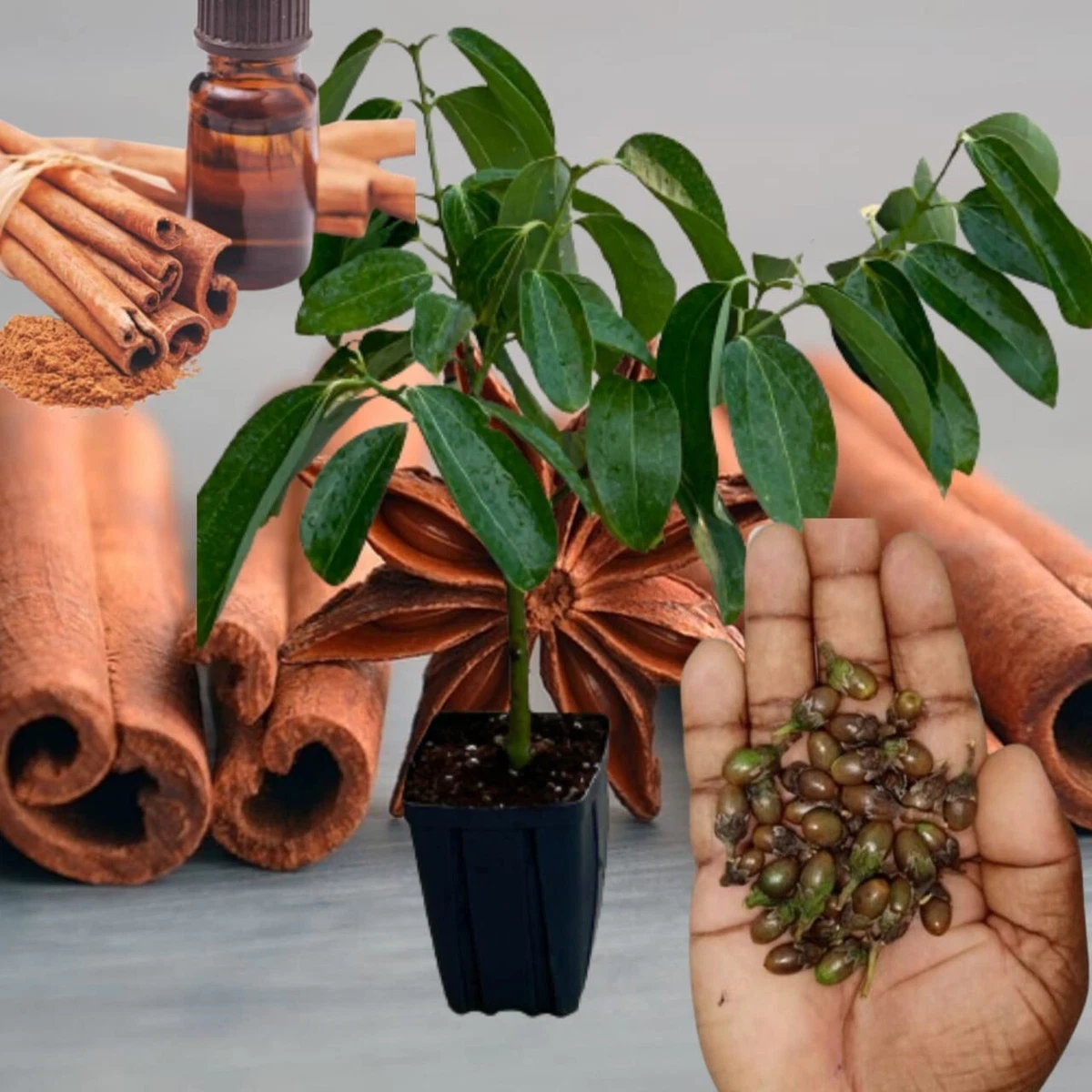 Growing Cinnamon Tree