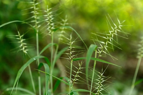25 Seeds BOTTLEBRUSH GRASS Ornamental Shade Elymus Hystrix Patula | eBay