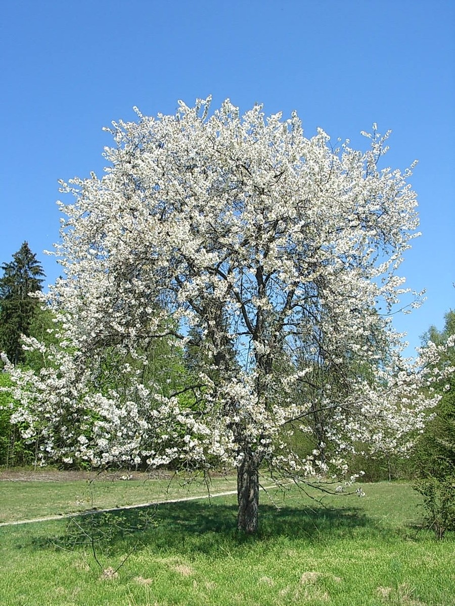 Prunus Avium Tree