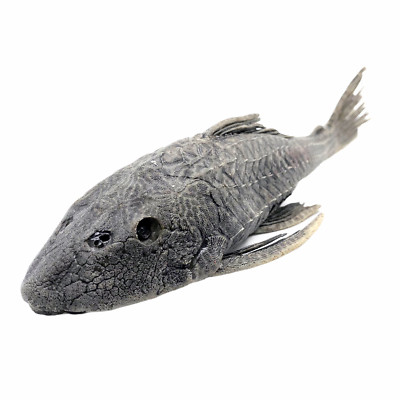 Prehistoric Fish Taxidermy Carachama Armored Catfish (Pseudorinelepis ...