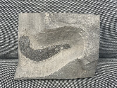 Rare Fossil Fish Specimen Complete, Durham, UK. Palaeoniscus Species ...