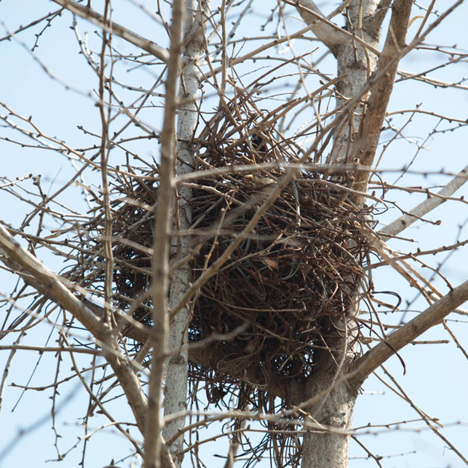 Creative Easter Decoration Of Mini Artificial Quail Egg Bird's Nest ...