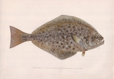 Original Antique Fish Print: Halibut by Sherman F. Denton 1907 | eBay