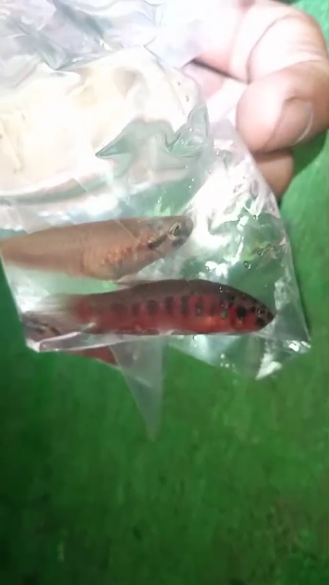 Pair Wild Betta RUBRA ACEH - Betta male & female - BY TRANSHIPPING | eBay