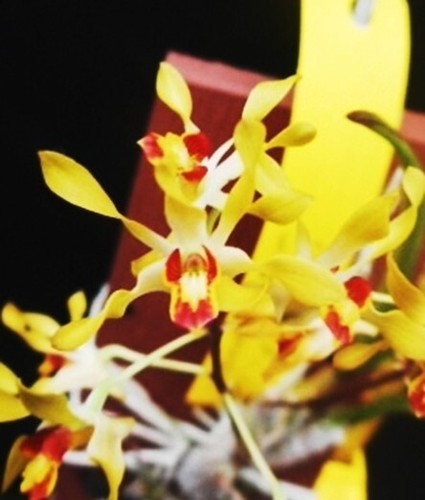 SPECIES ORCHID Dendrobium canaliculatum "Flinders" APQ # 054026 | eBay