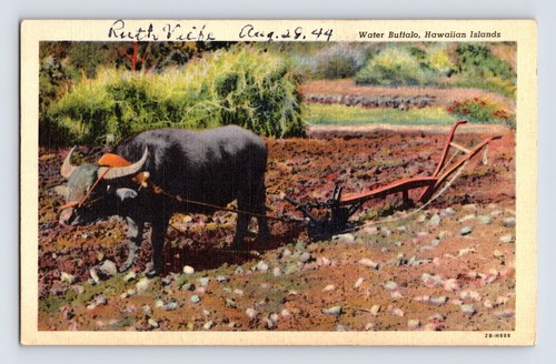 Postcard Hawaii Water Buffalo Farm Plow 1940s Unposted Linen | eBay
