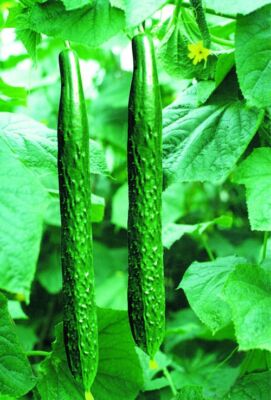 100 Cucumber Seeds Cuke Cucumis Sativus Organic Vegetable Seed S002 | eBay