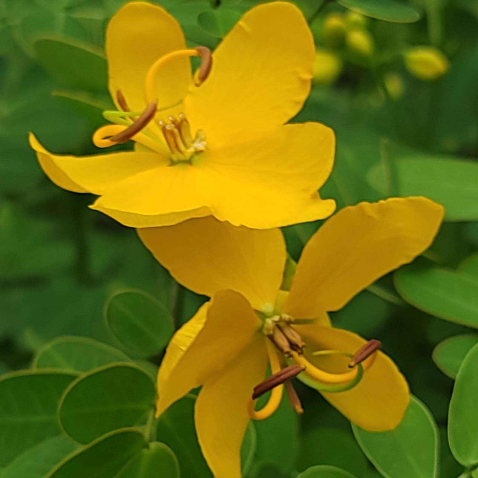 CHRISTMAS SENNA Bicapsularis Winter Cassia Showy Yellow Flower Live ...