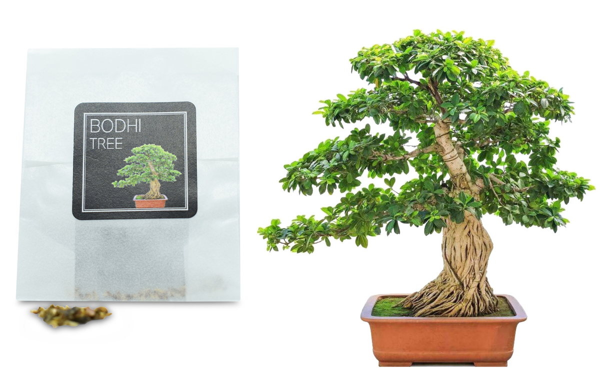 bonsai tree cad grab