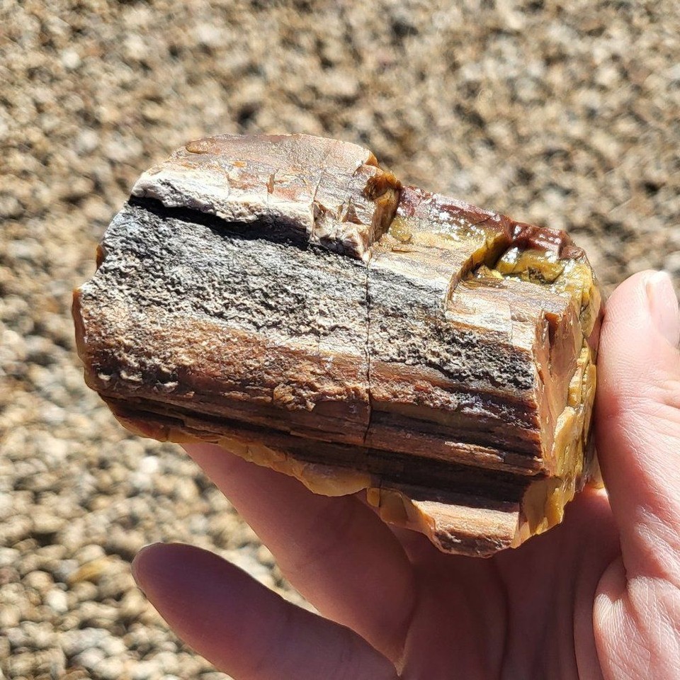 Raw Petrified Wood Rainbow Fossilized Mineral Stone From Arizona | eBay